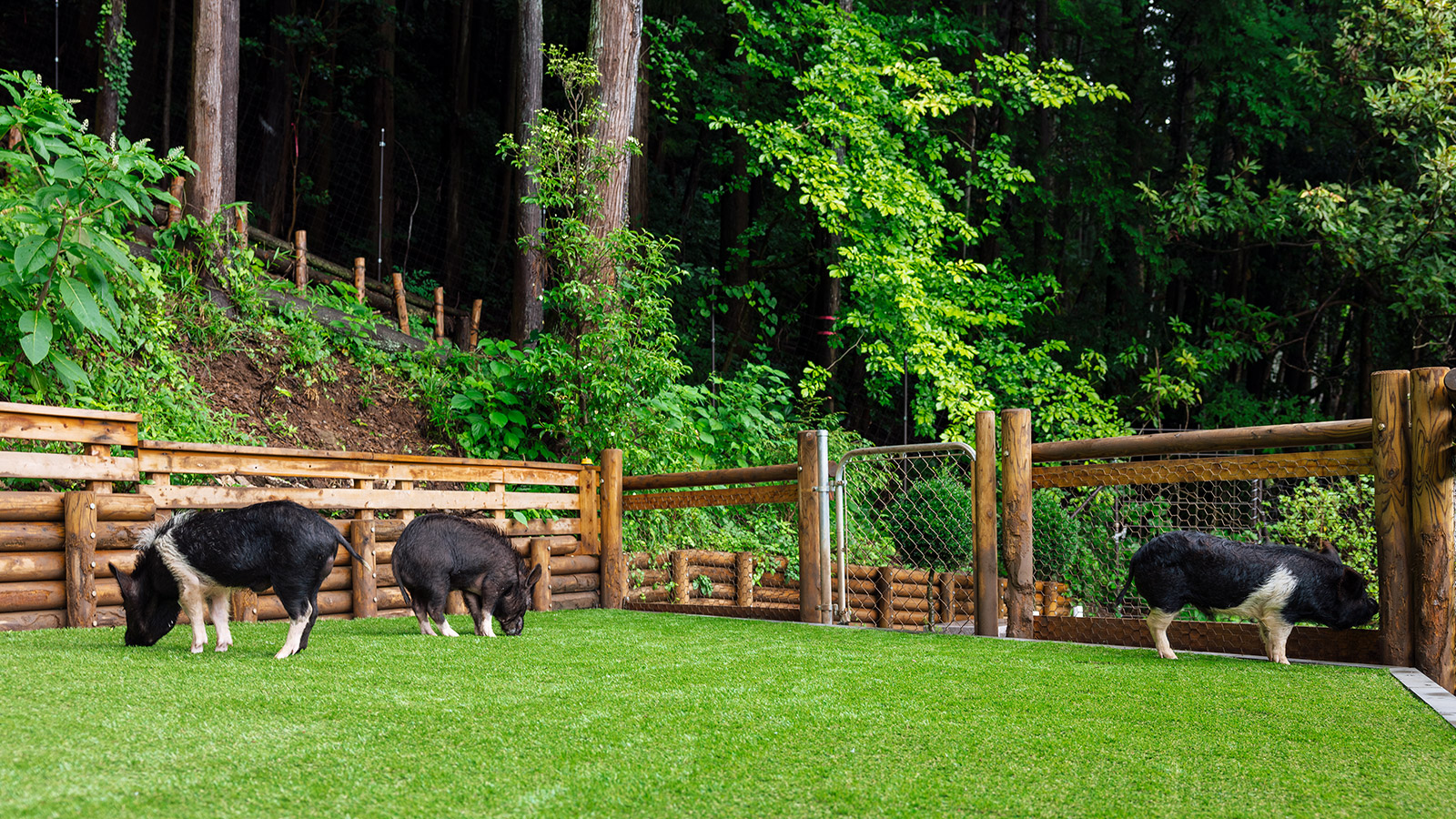 マイクロブタとは - pignic family